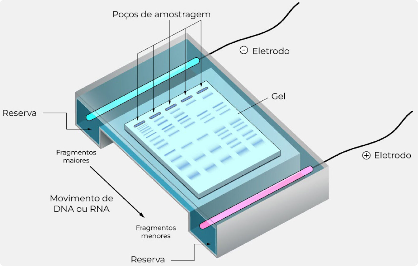 Você Sabia? O que é a Eletroforese e qual sua utilidade? - Sinergia ...